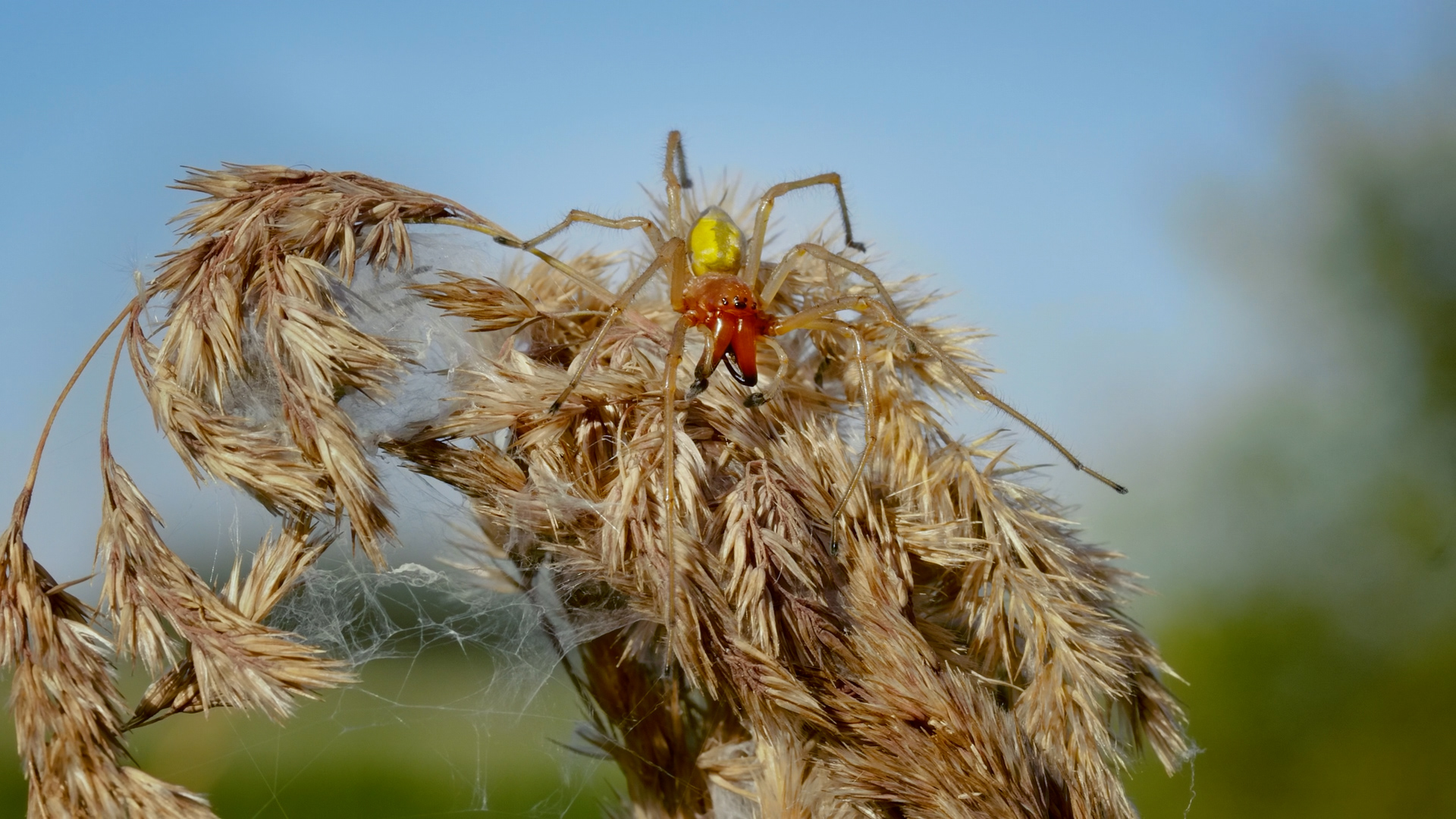 Observé una araña esperando en su telaraña