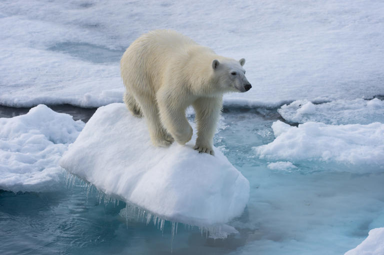 Scientists find polar bear DNA is shifting to survive in warmer regions