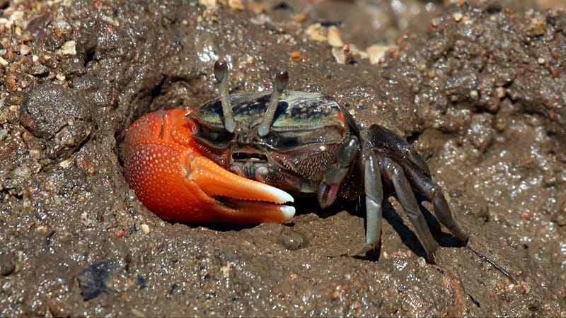 Tiny fiddler crabs are hoovering up and breaking down microplastics ...