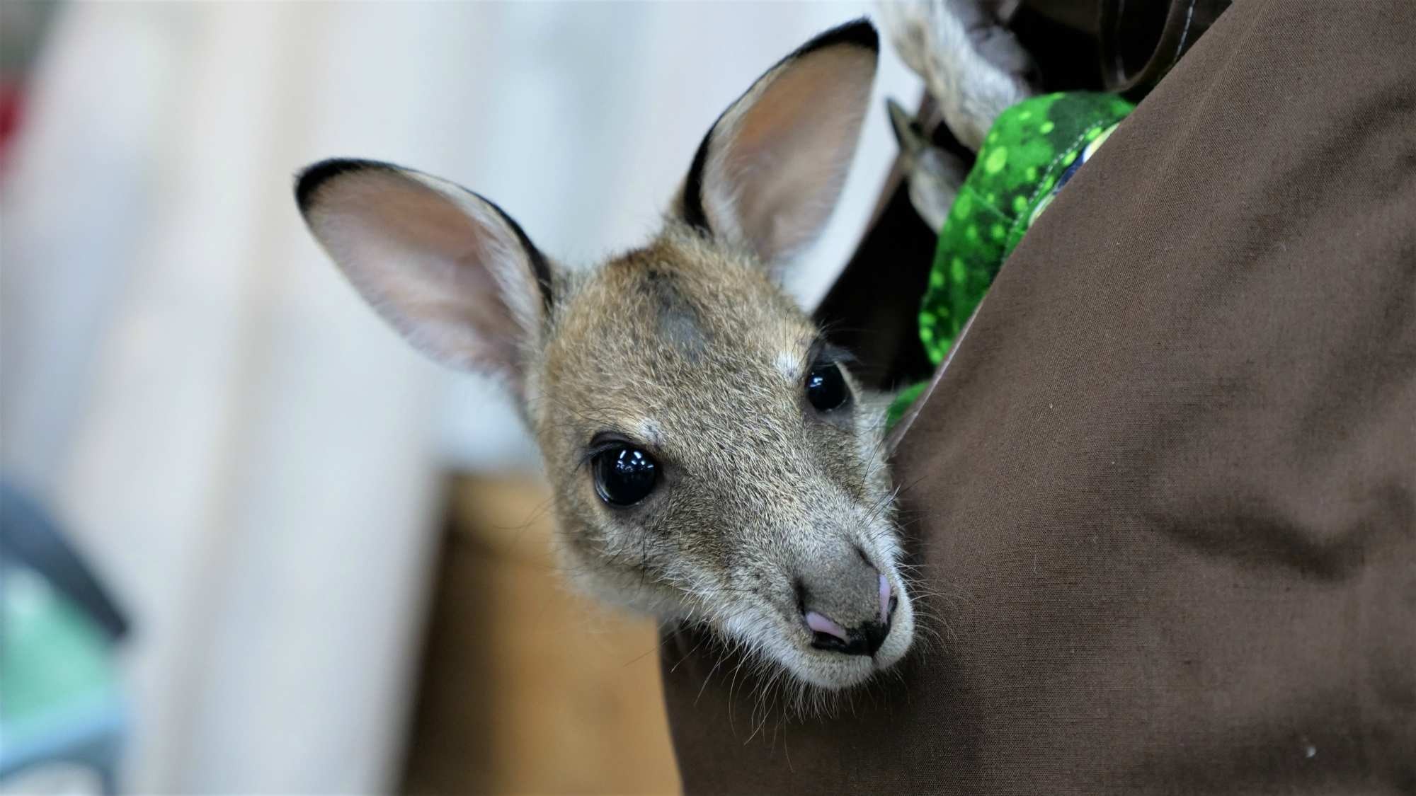 Mother wallaby death sparks animal cruelty investigation in far north ...