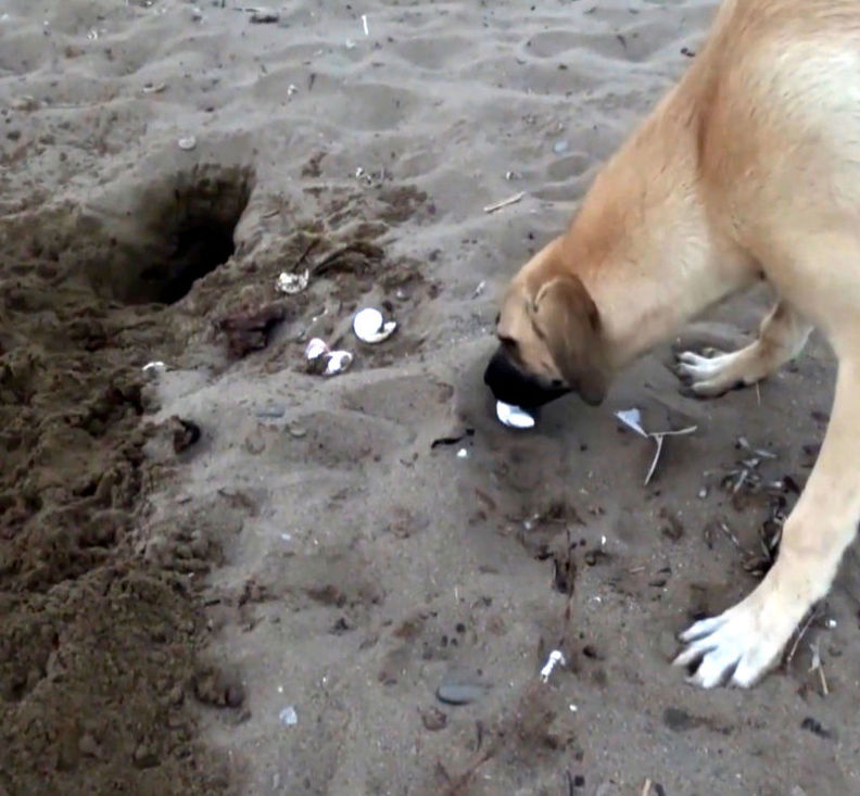Binlerce caretta caretta yavrusu yumurtadan çıkamadan tahrip edildi