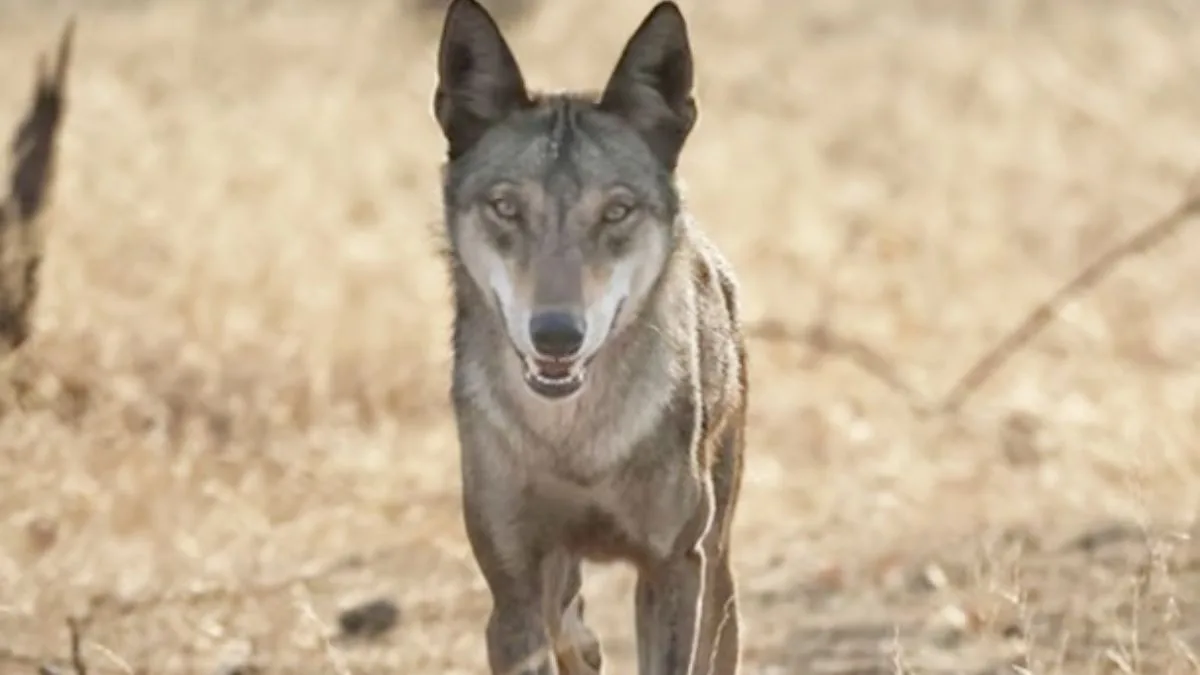 Man-Animal Conflict : 9th man-eater wolf killed in UP's Bahriach