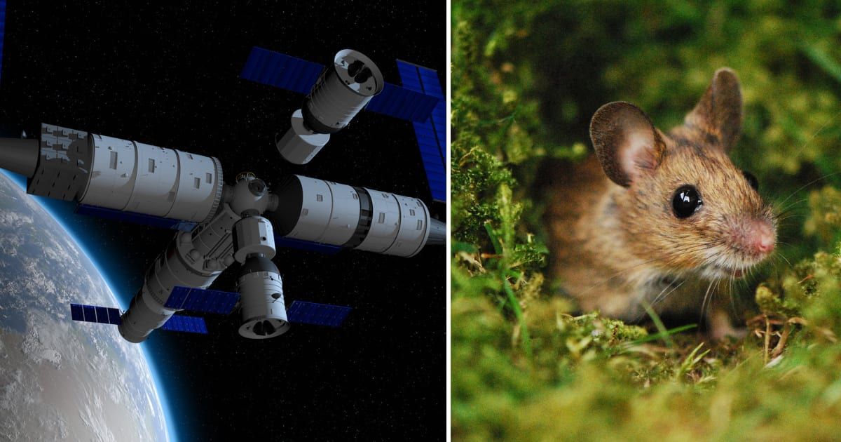 A space-traveling mouse just gave birth—here's why this could be a big ...