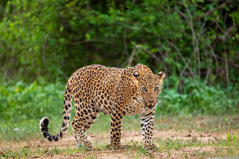 UP Forest Department kills male leopard in Bahraich amid village safety ...