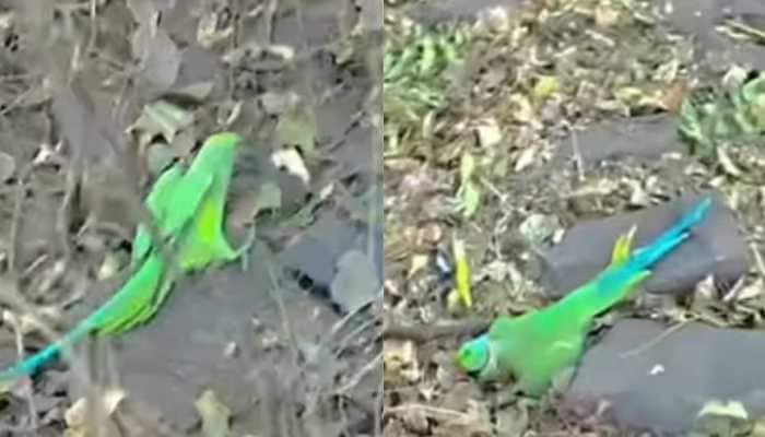 Who killed Indore parrots? Mass food poisoning suspected as over 200 ...
