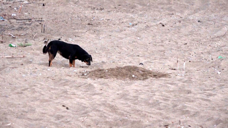 Binlerce caretta caretta yavrusu yumurtadan çıkamadan tahrip edildi