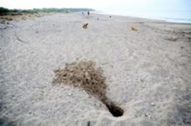 Binlerce caretta caretta yavrusu yumurtadan çıkamadan tahrip edildi