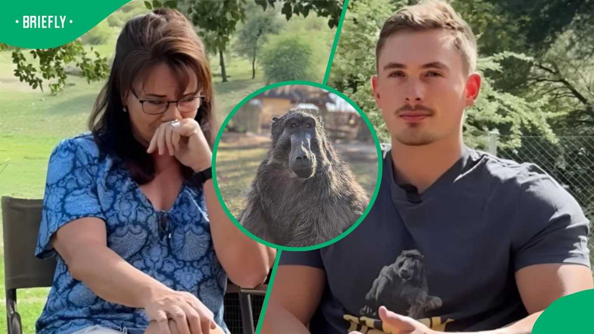 Undoubtedly the most painful video: Cindy the baboon's family says ...