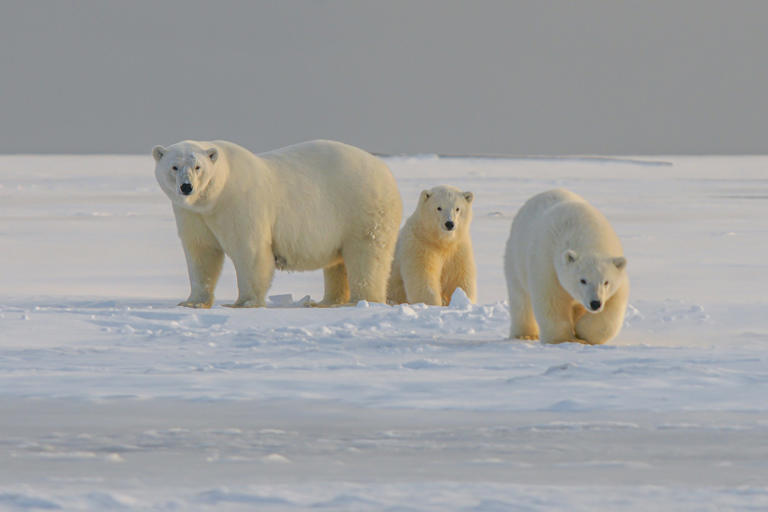 Scientists find polar bear DNA is shifting to survive in warmer regions