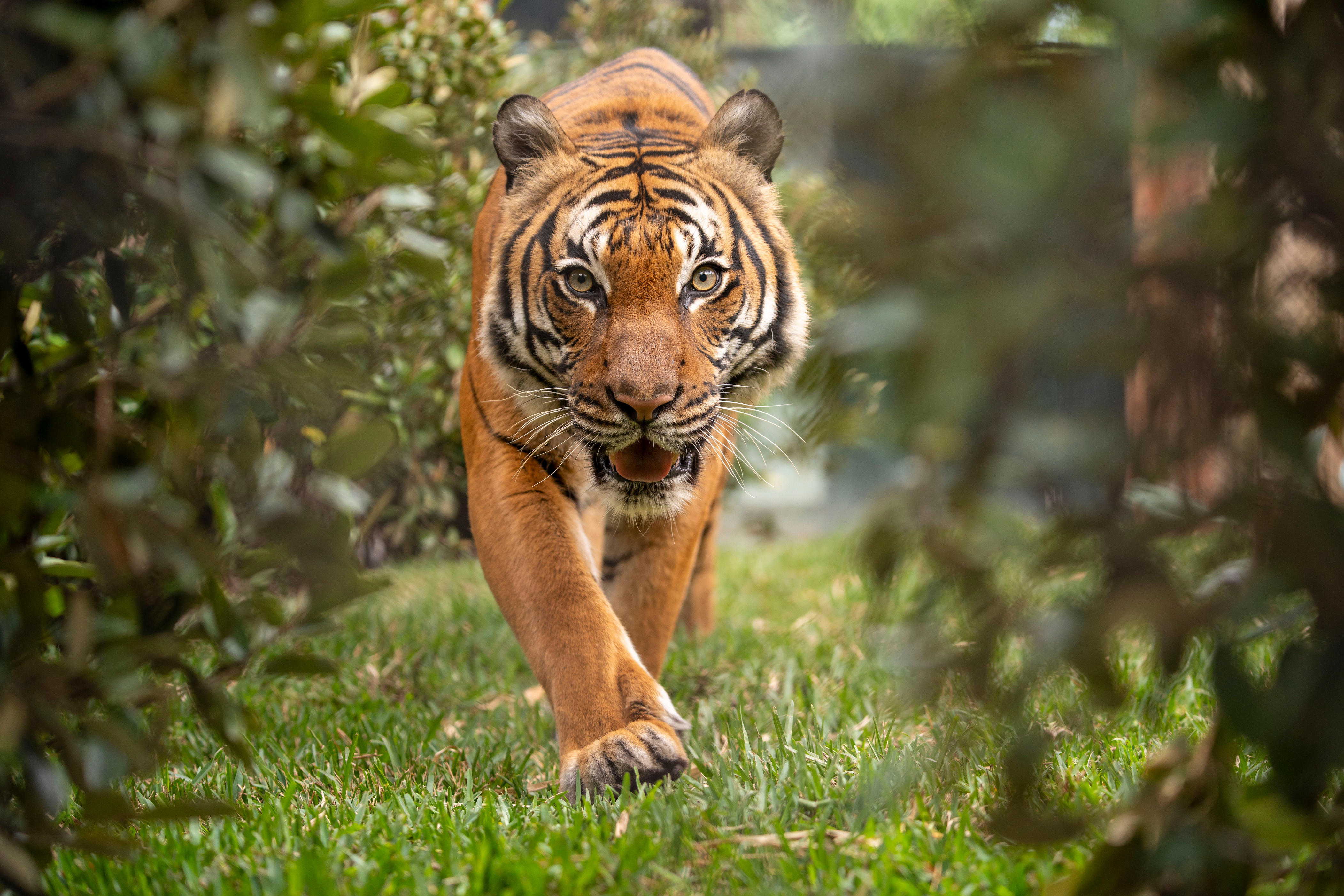 Live music, big cats, cocktails, and conservation await on zoo nights