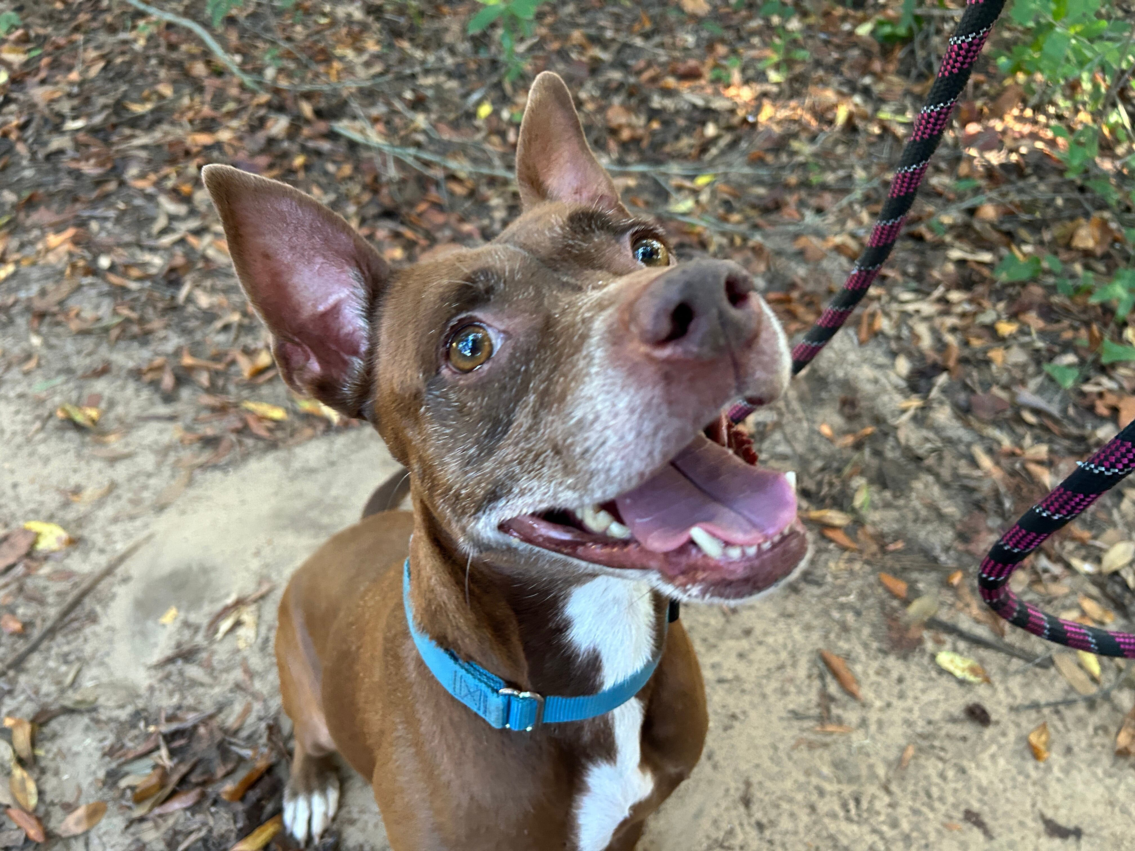 Furry Friday: These pups' New Year’s resolution? Find a fur-ever family ...