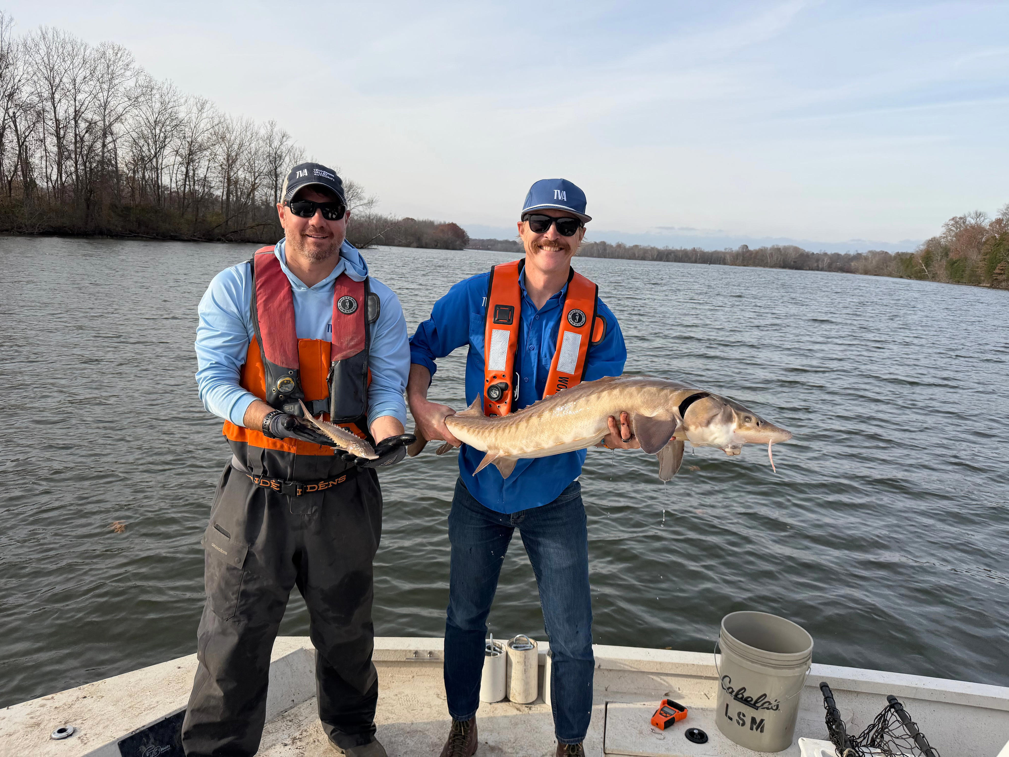 How TVA, TWRA partnered to bring prehistoric fish back to Tennessee
