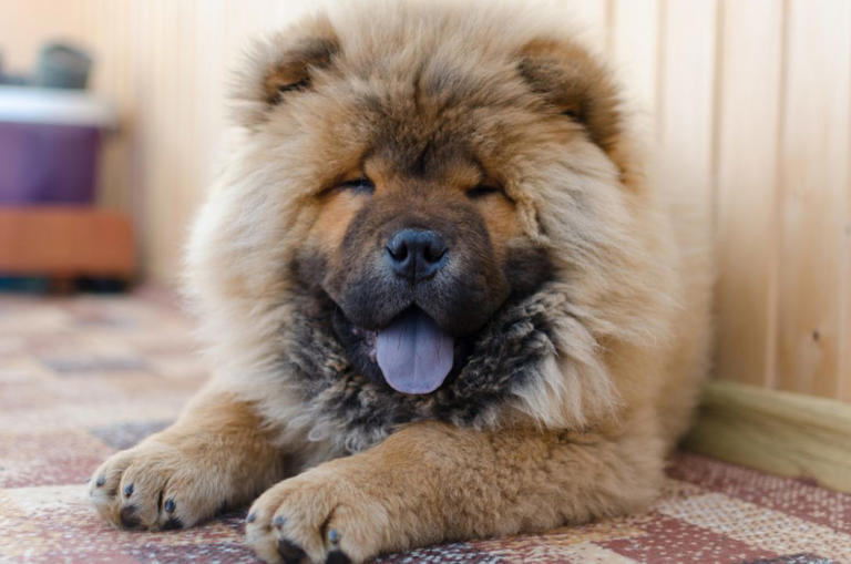 10 best fluffy dog breeds, according to veterinarians