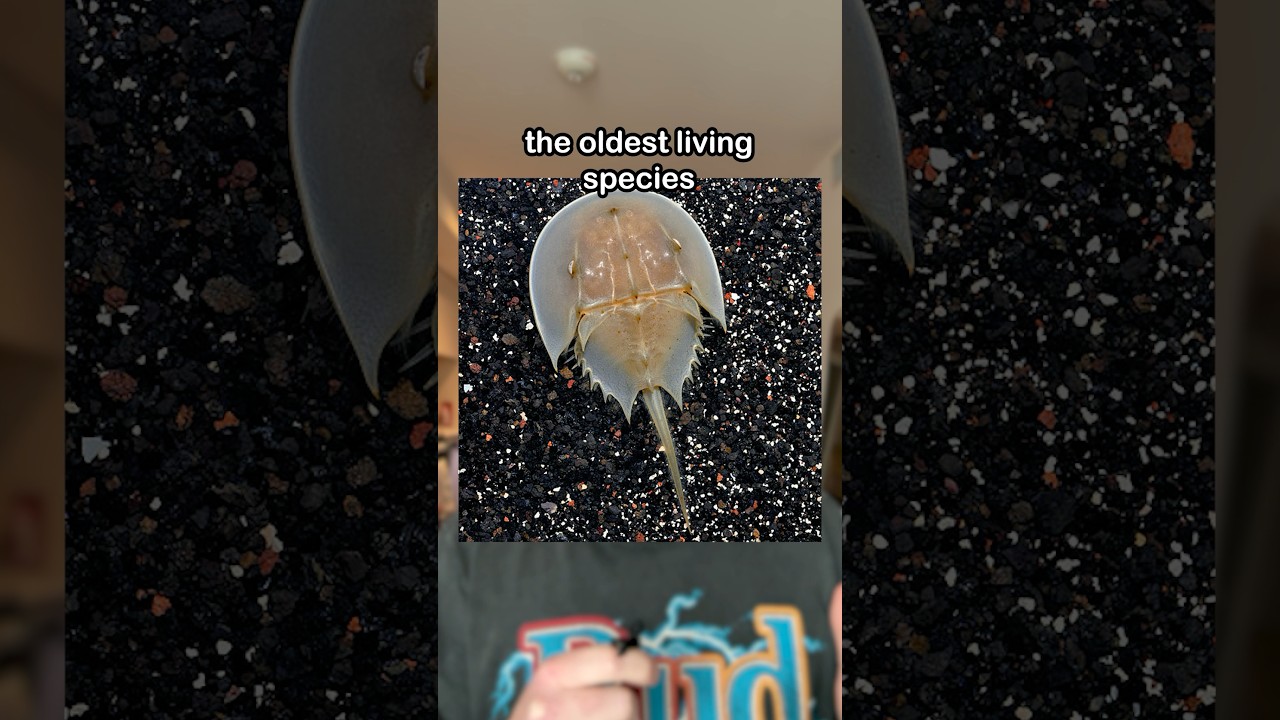 Living fossils