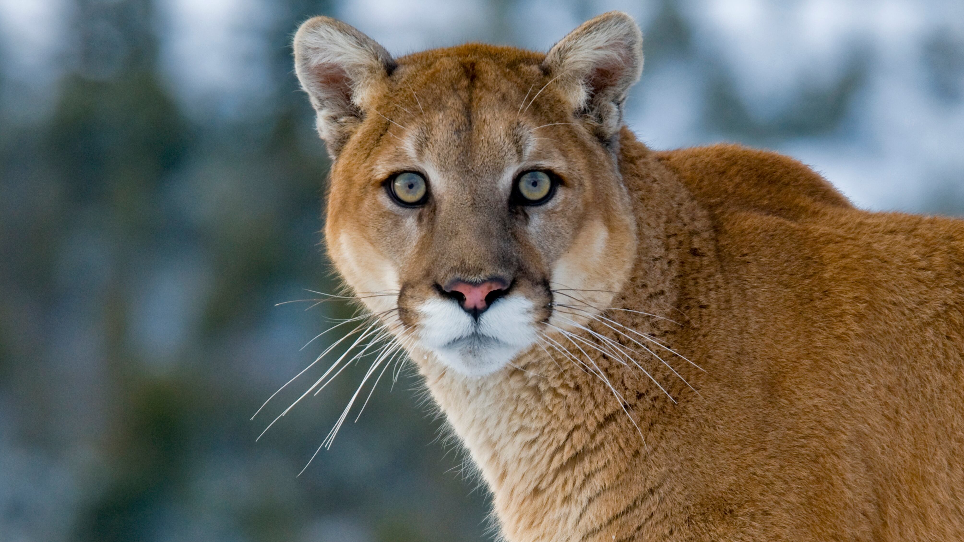 Woman found dead in suspected mountain lion attack on scenic hiking trail
