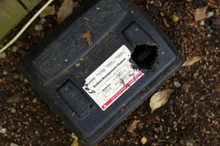 California's proposed rollback of rat poison rules defies science and ...