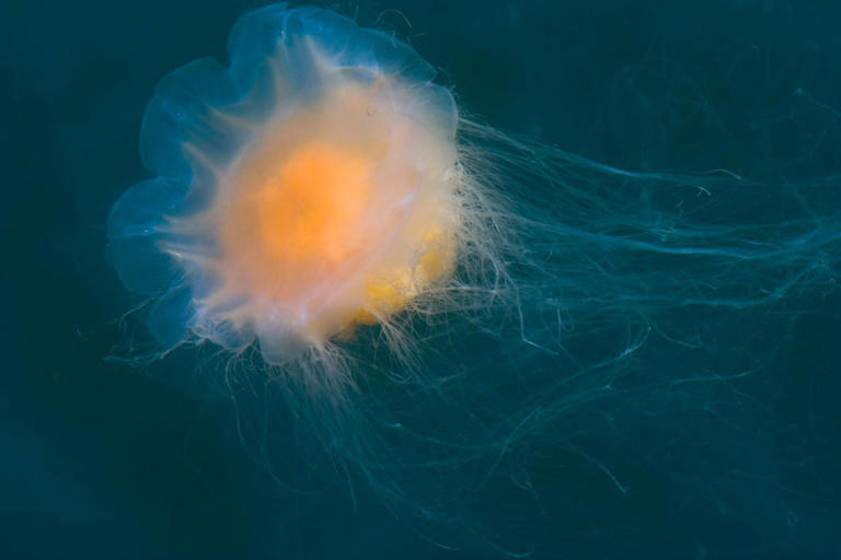 Vorsicht beim Baden und Schwimmen: Diese gefährlichen Tiere sollte man ...
