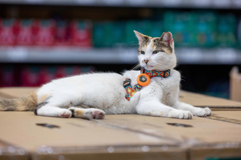 List: Richmond’s best animal moments of 2025