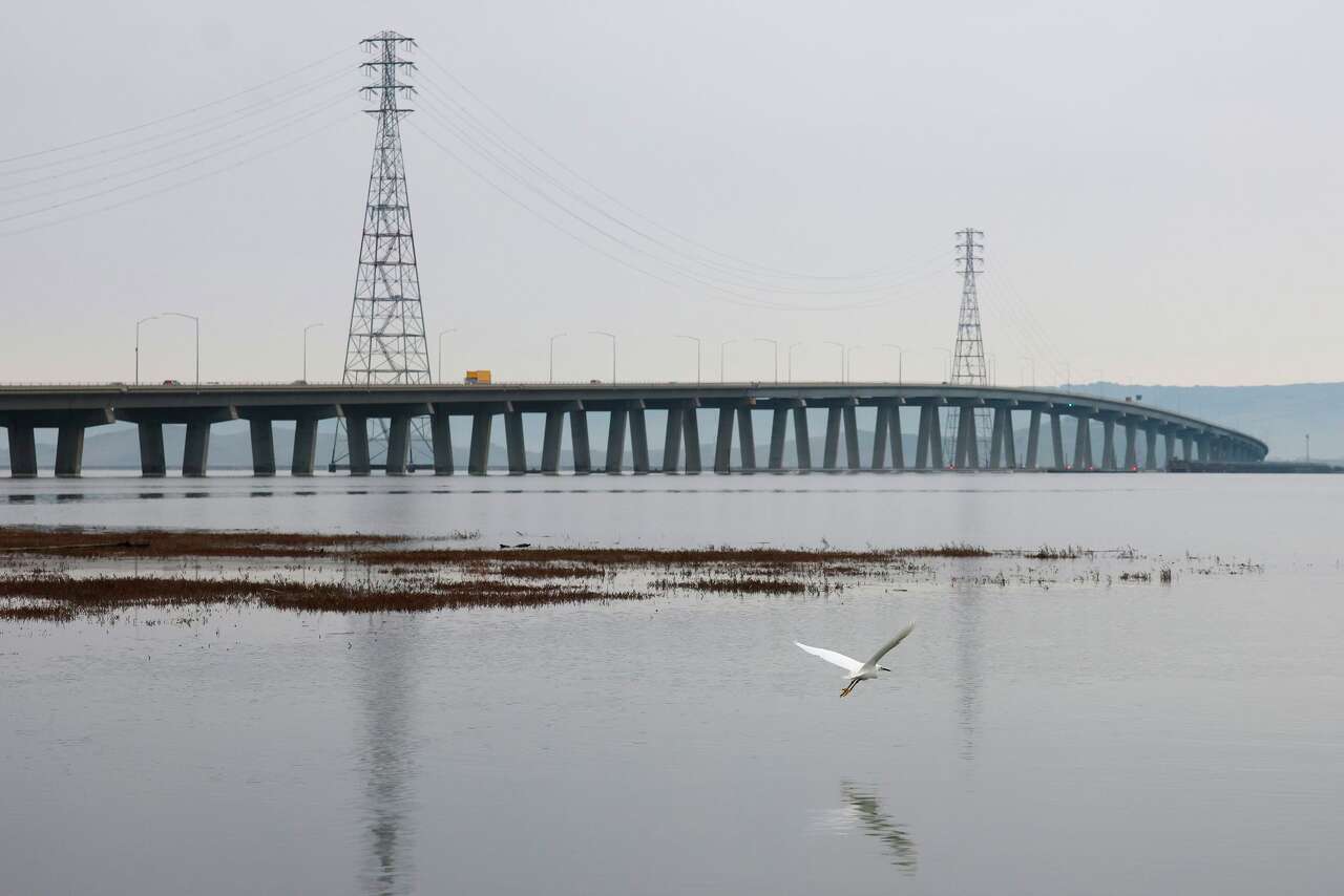 'Not a happy message' - Bay Area birds are struggling, new report finds