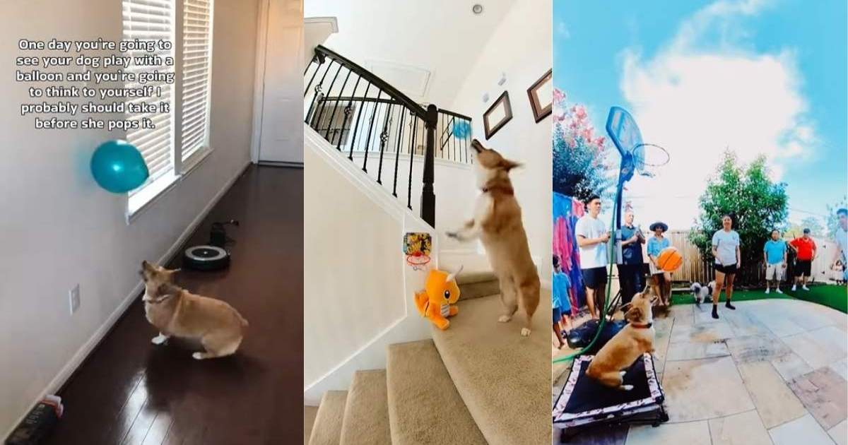 Video: Corgi nails trick shots because of owner's decision