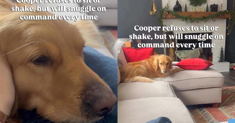 Golden retriever listens only to this command in adorable video