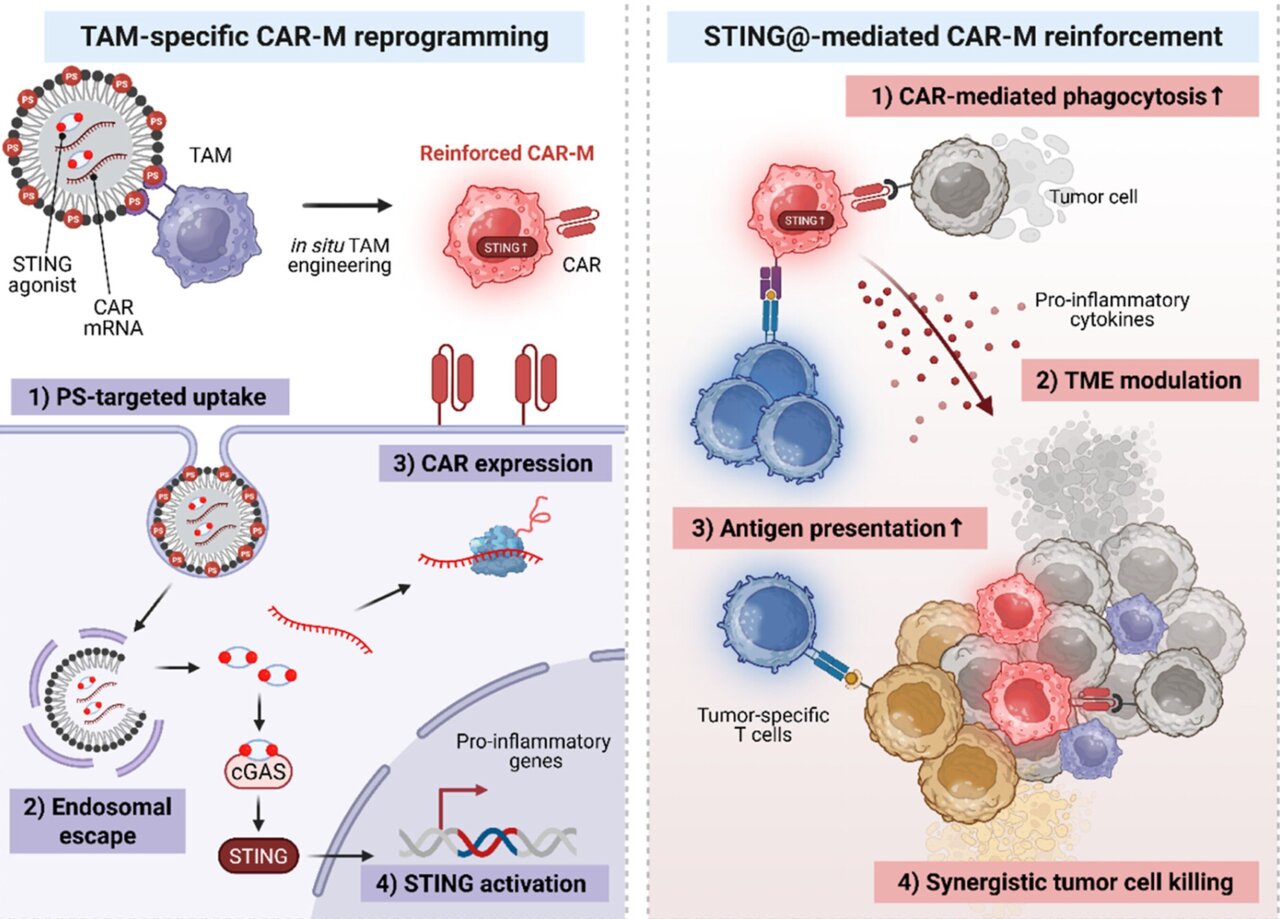 Nanoparticle therapy reprograms tumor immune cells to attack cancer ...