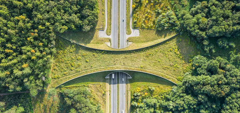 This massive Colorado wildlife bridge lets animals cross I-25 safely