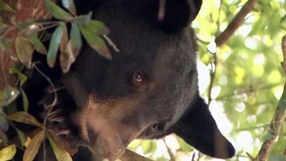 Groups look to add black bears to US threatened species list