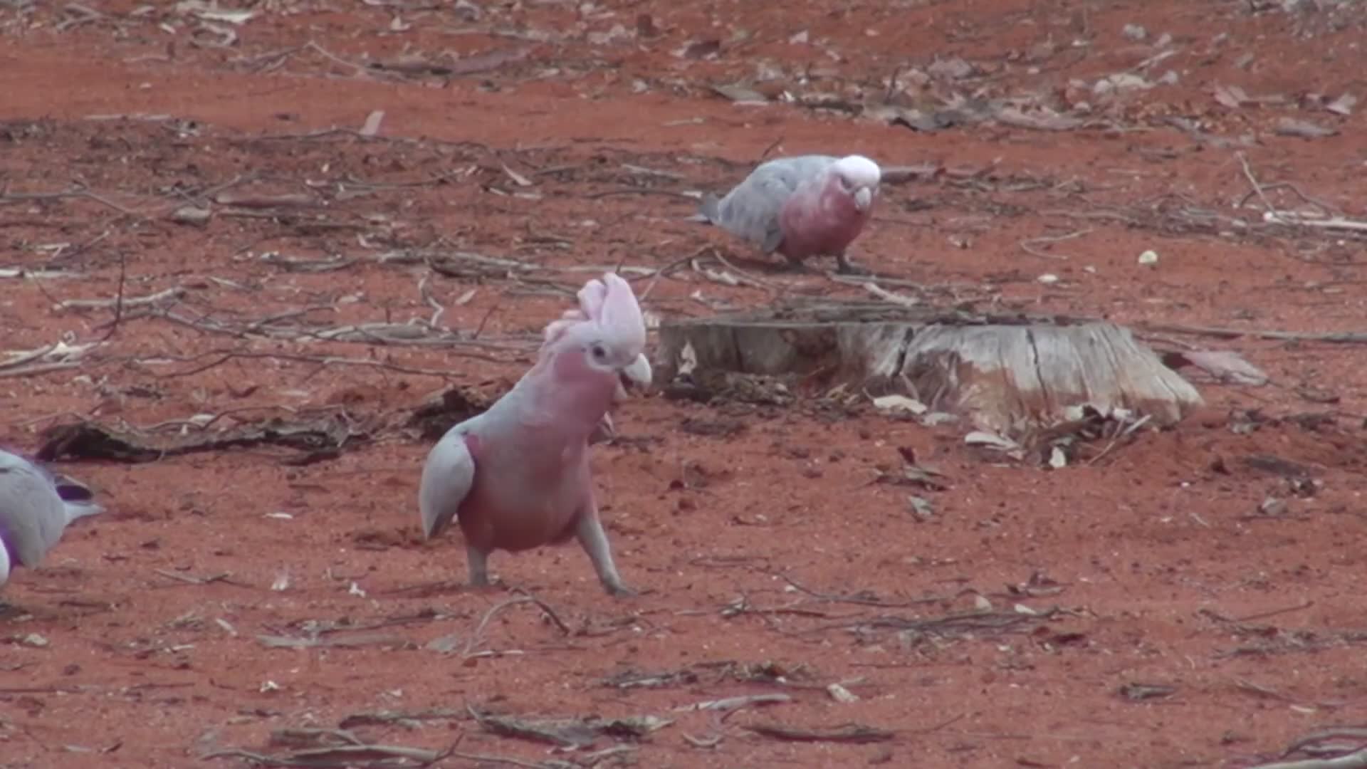 Survey of colorful Australian native bird species