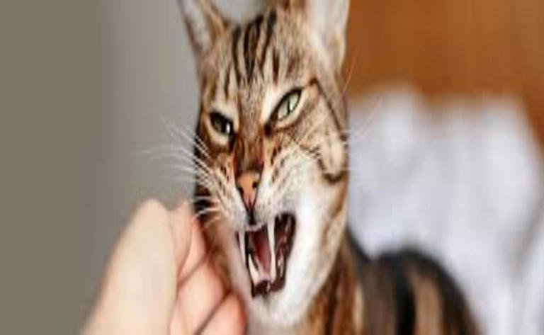 Cat saliva could be the key to detecting stress and illness