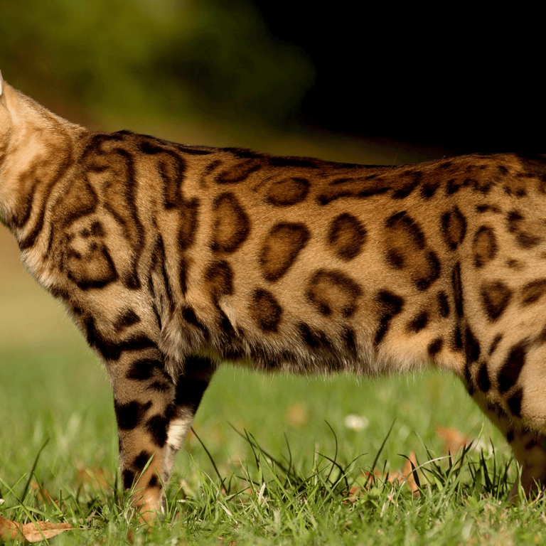 10 cat breeds that combine striking beauty and unique character