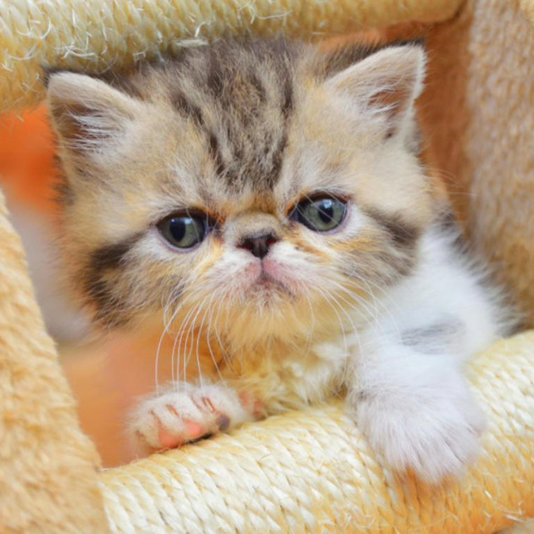 10 cat breeds that combine striking beauty and unique character