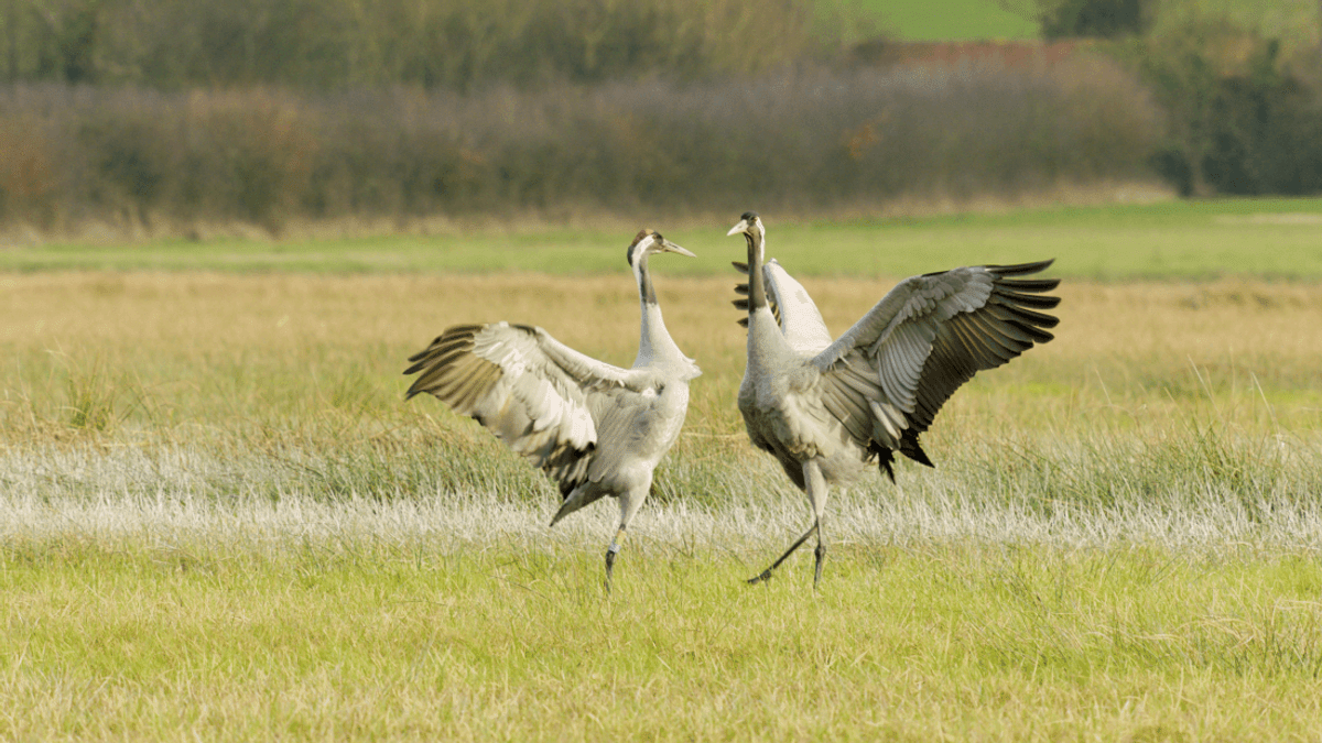 The UK's tallest bird faced extinction in the 16th century. Now, it's ...