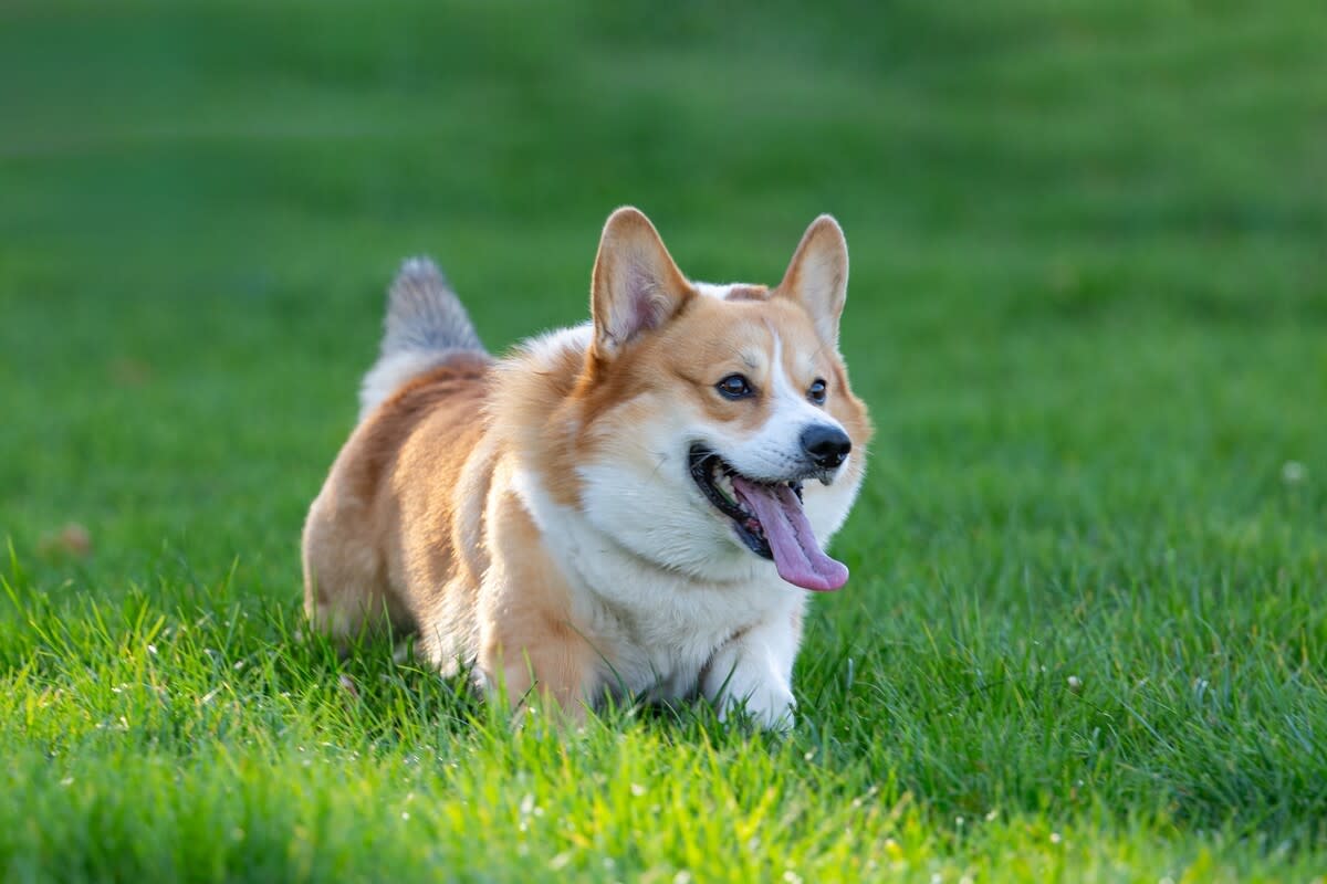 Corgi breaks loose onto football field and totally runs away with the show