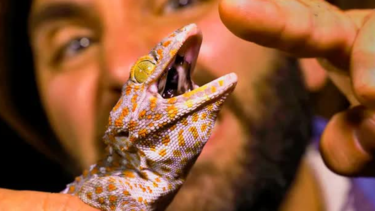 The reality of gecko bites