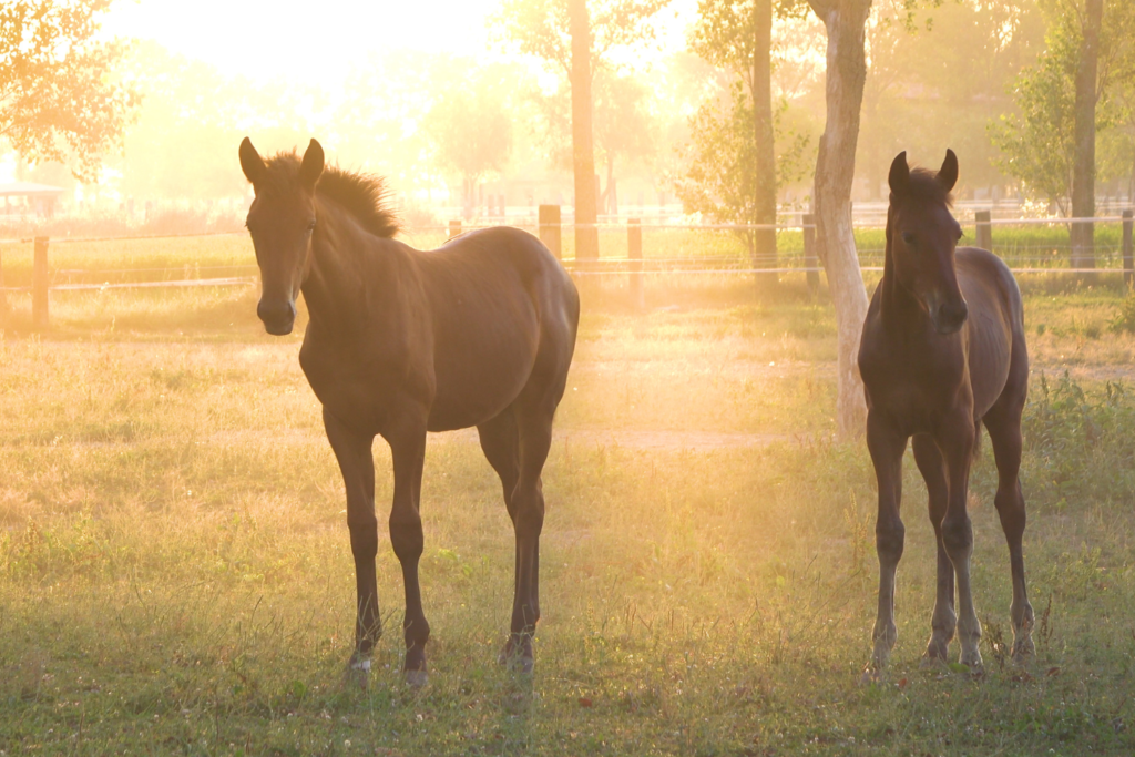 Why veterinarians fear the rise of a new deadly horse virus