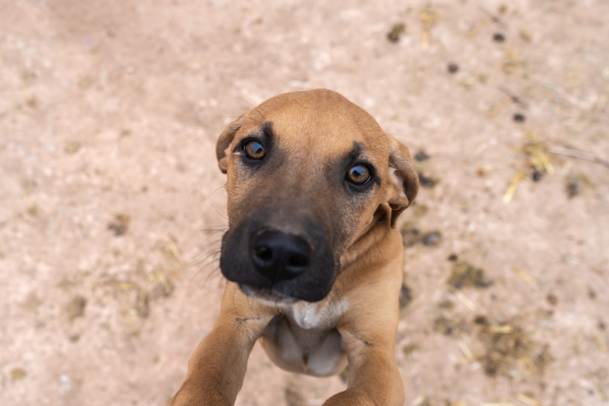 Moment abandoned dog takes ‘leap of faith’ into rescuer’s car is truly ...