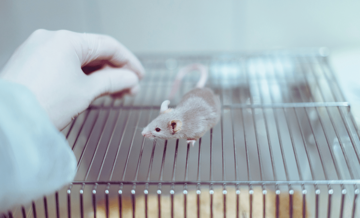 China’s ‘space mouse’ gives birth after orbit, sparking hope for life ...