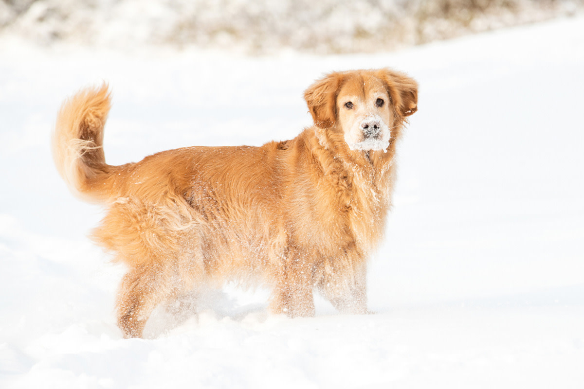 Golden retriever and Bernese mountain dog play in snow that totally ...
