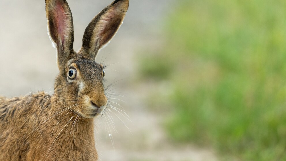 Rabbit or hare? How to tell the difference