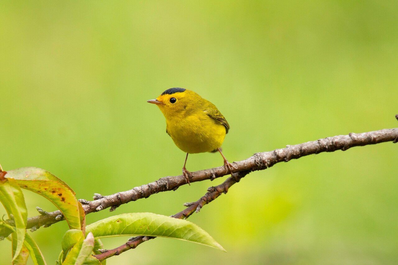 What makes mountain birds sing at dawn—and why are they sometimes quiet ...