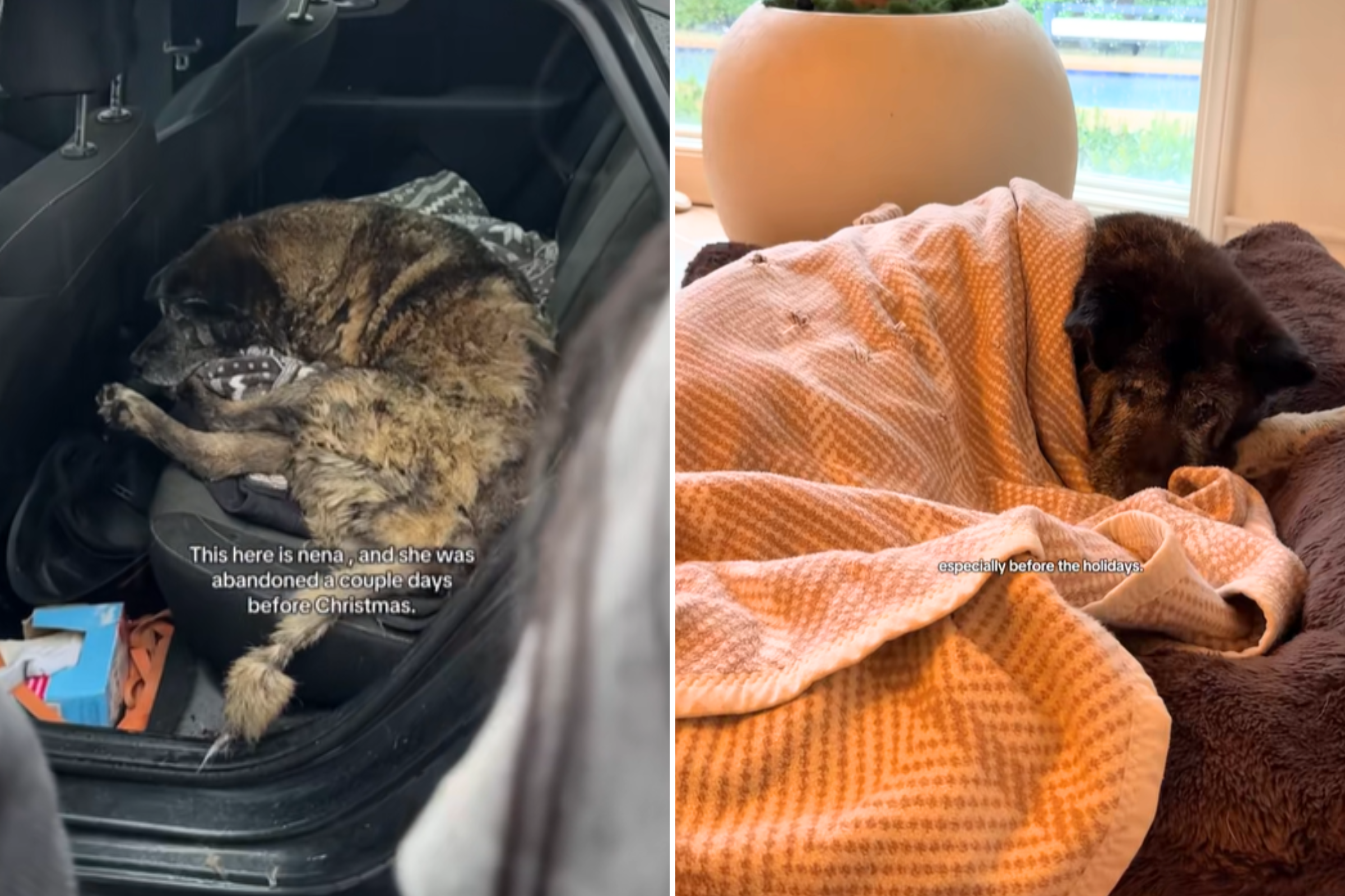 Tears as 14-year-old Akita surrendered by family just days before Christmas