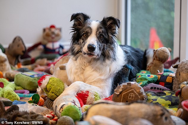 Who's a clever boy? 'Genius' Border Collie Harvey is hailed 'Britain's ...