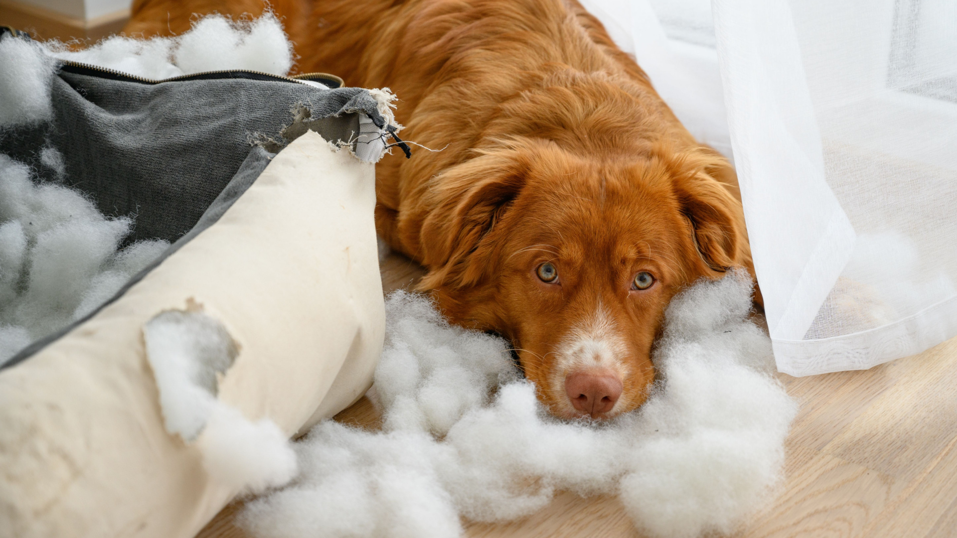 7 bad dog behaviors that are actually your dog trying to tell you something