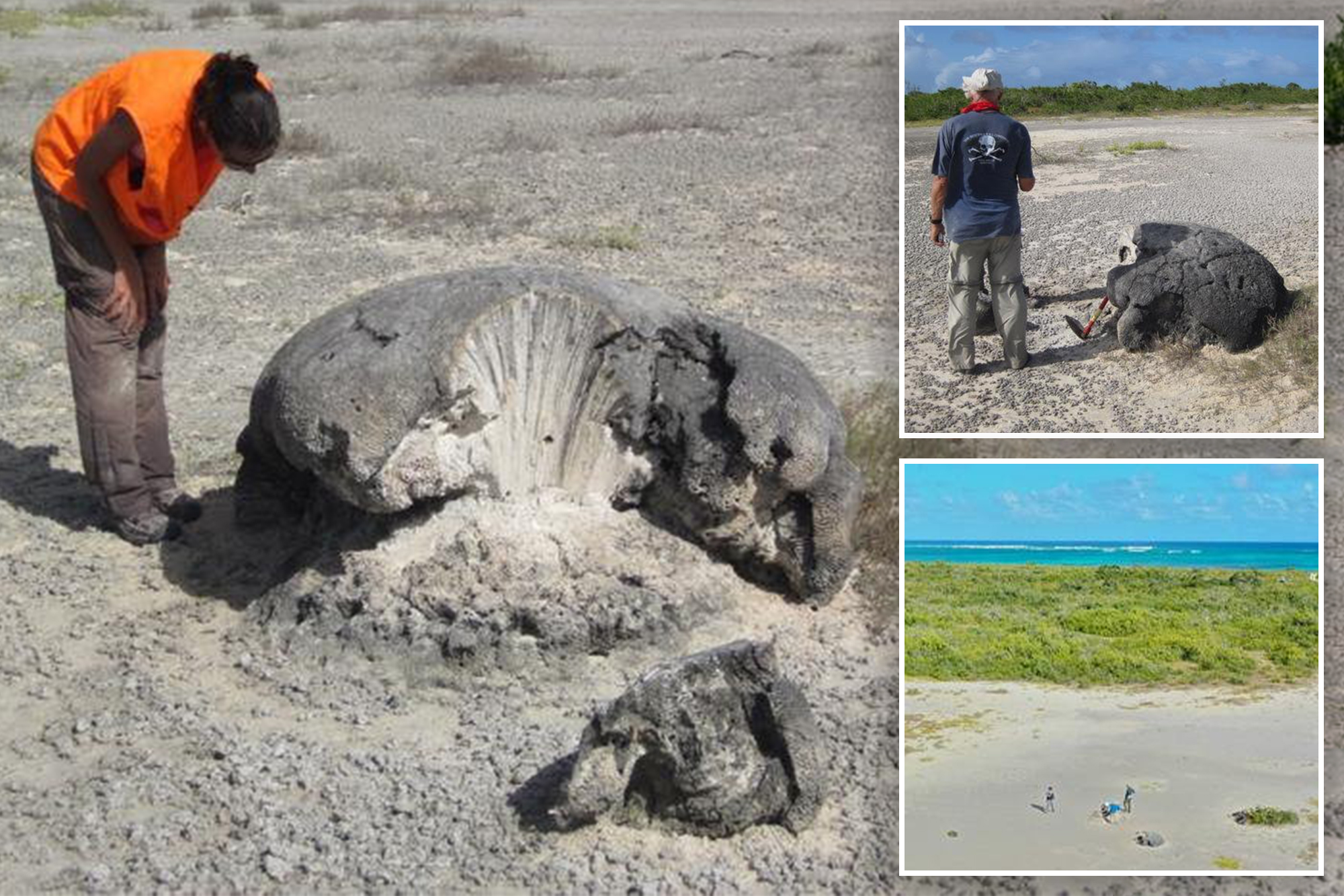 Coral skeletons left by major earthquake over 630 years ago serve as a ...