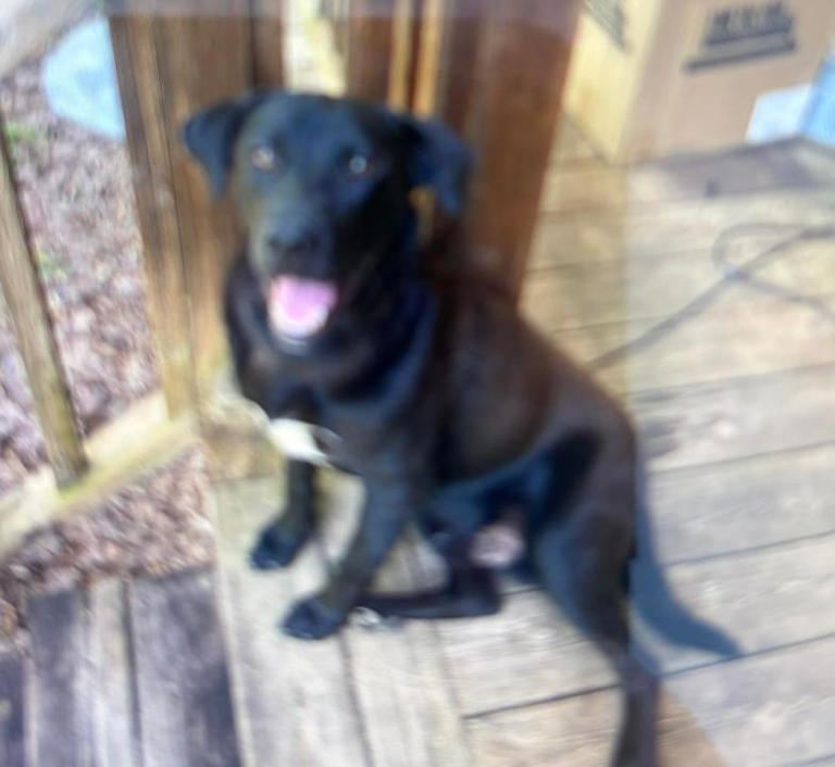 Search for Johnathan Boley resumes in Walker County