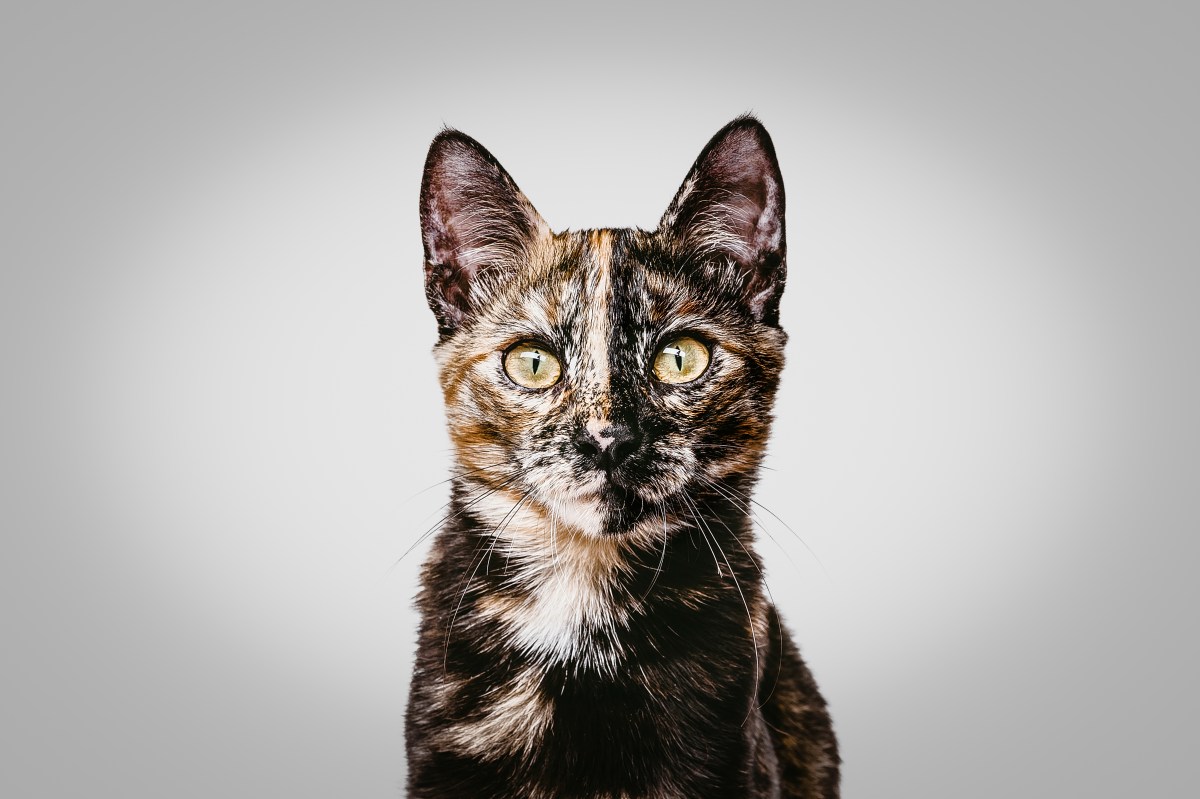 Katzenfeiertage 2026: Wann beginnt das Katzen-Neujahr?