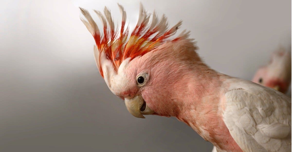 10 chatty birds that will talk your ear off