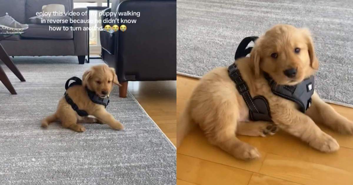 Video: Golden retriever puppy hits reverse after failing to turn around