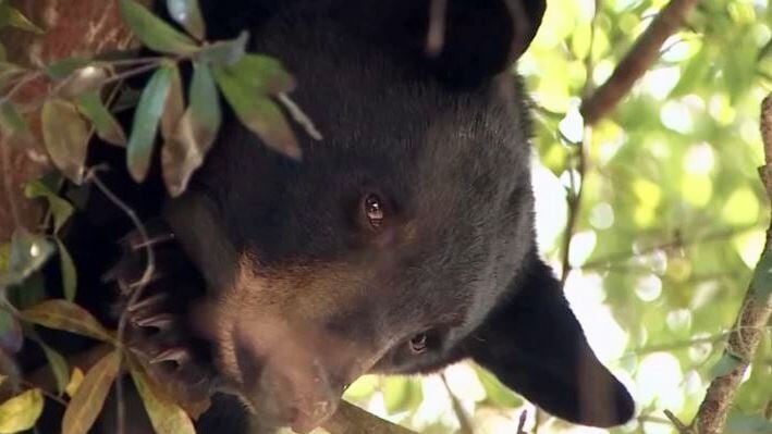 Groups look to add black bears to US threatened species list